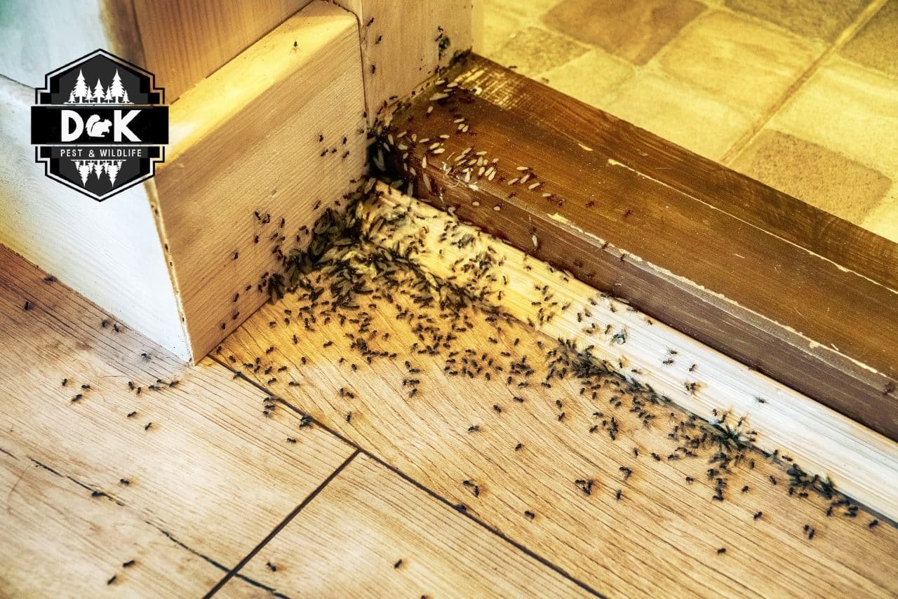 Ants in Your Home: Facts and Control Methods - D&K Pest Control and ...